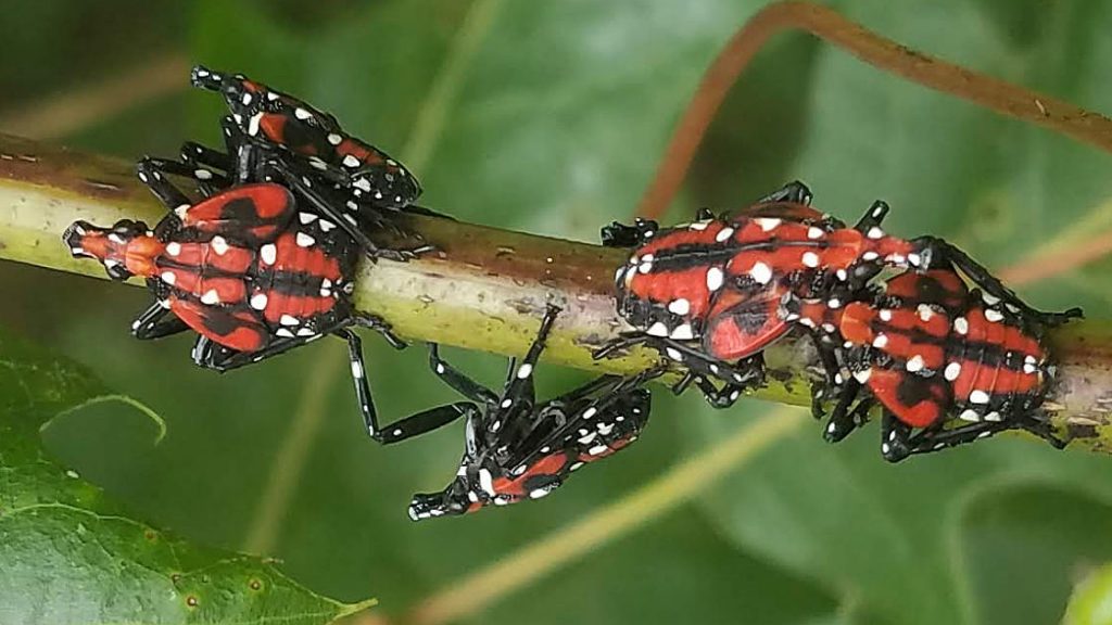 Spotted Lanternfly Invades Southeastern Pennsylvania - Glenside Local