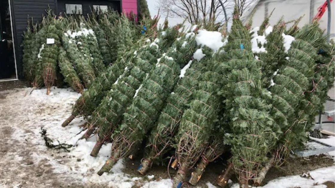 Cheltenham's holiday tree collection dates - Glenside Local