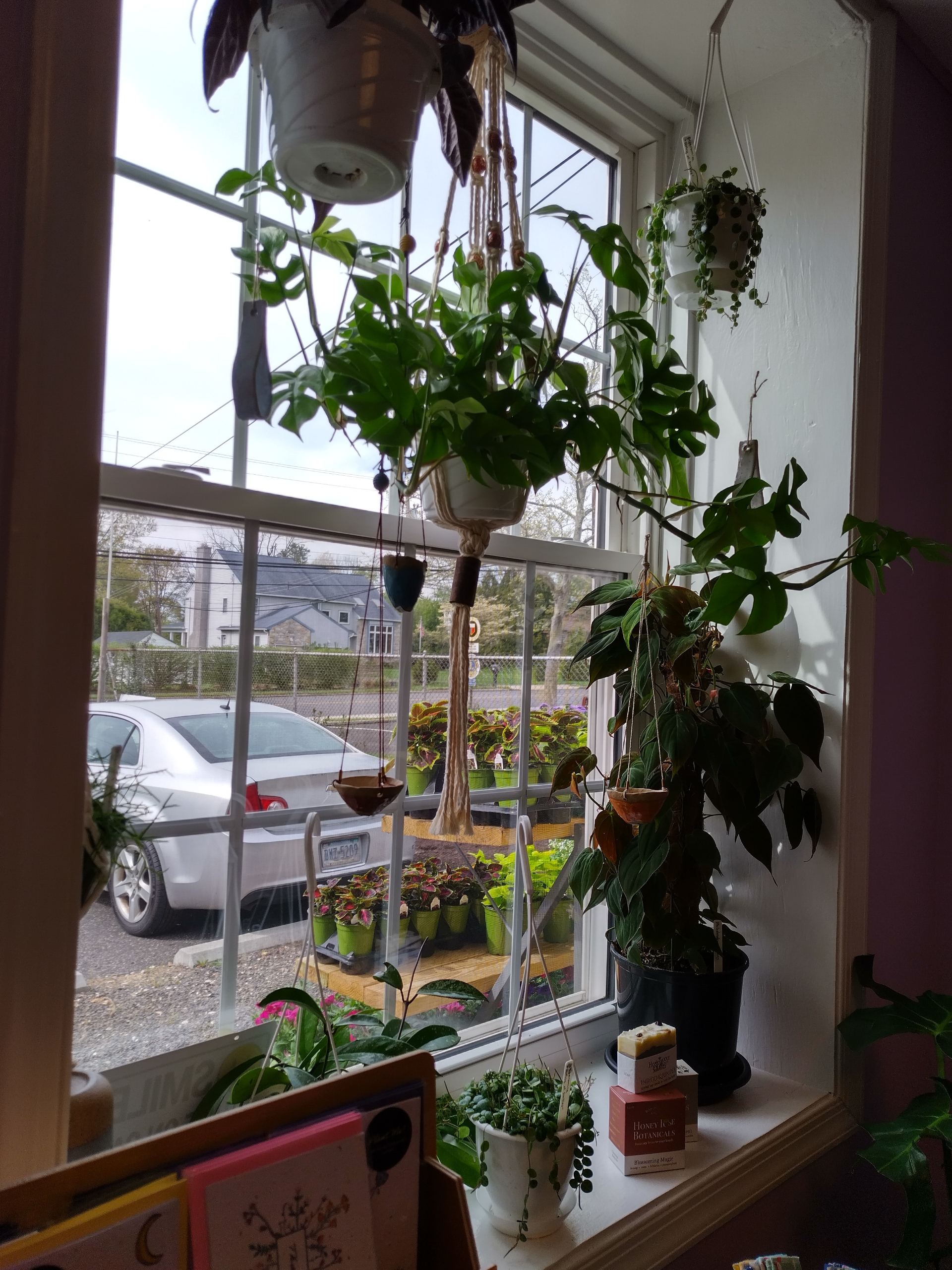 Window-View - Glenside Local