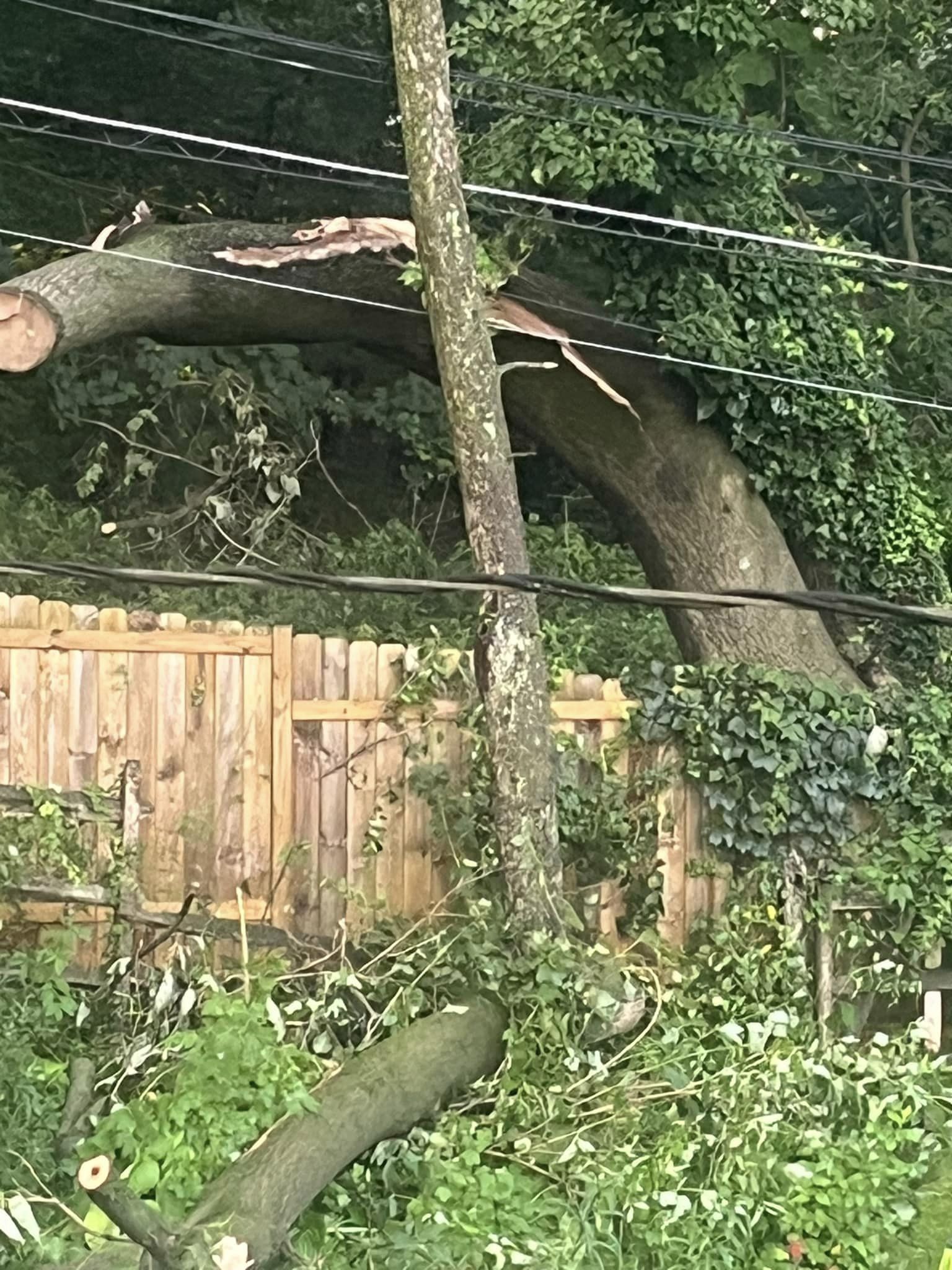 Tree in Elkins Park comes crashing down, neighbor without power for 3 ...