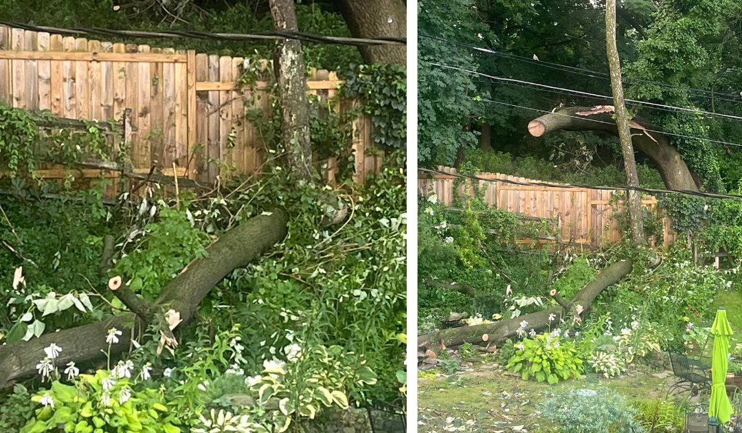 Tree in Elkins Park comes crashing down, neighbor without power for 3 ...