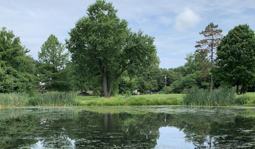 Springfield resident notices hazardous waste in Wyndmoor's Mermaid Pond ...