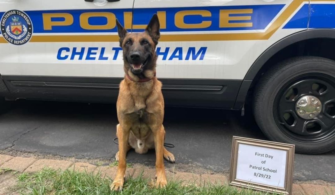 Cheltenham police K-9 awarded for tracking armed carjackers - Glenside ...