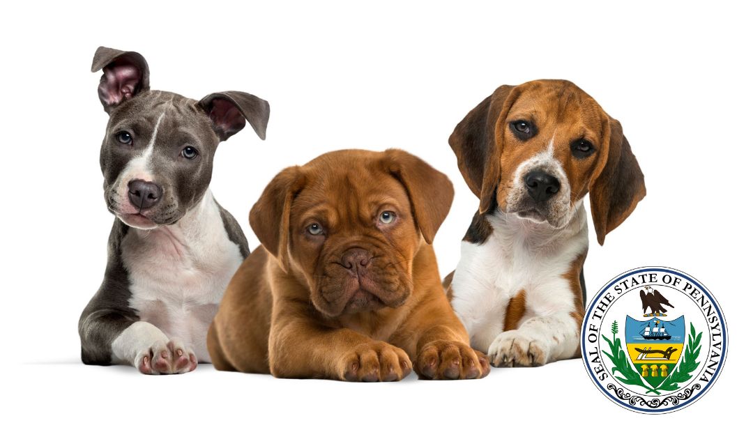 Pennsylvania's dog laws now require owners to purchase up-to-date ...