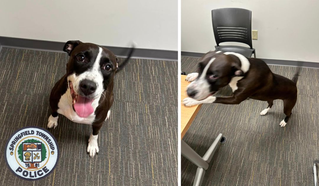 Springfield police seeking owners of lost dog - Glenside Local