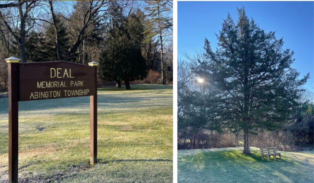 'Native meadow' to be installed at Abington’s Deal Memorial Park this ...