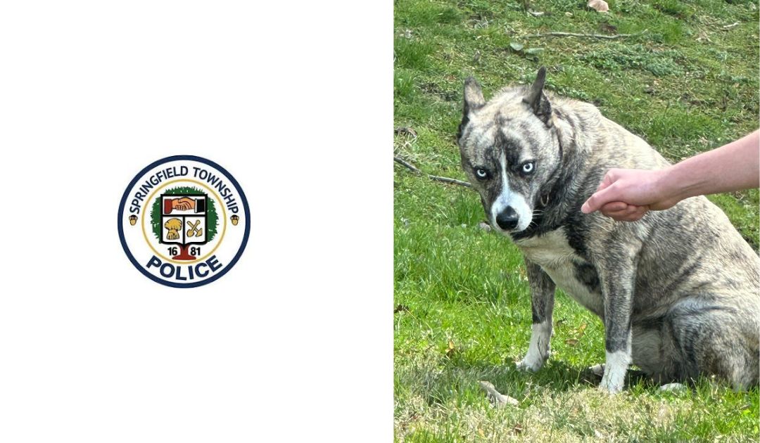 Springfield police searching for owners of lost dog - Glenside Local