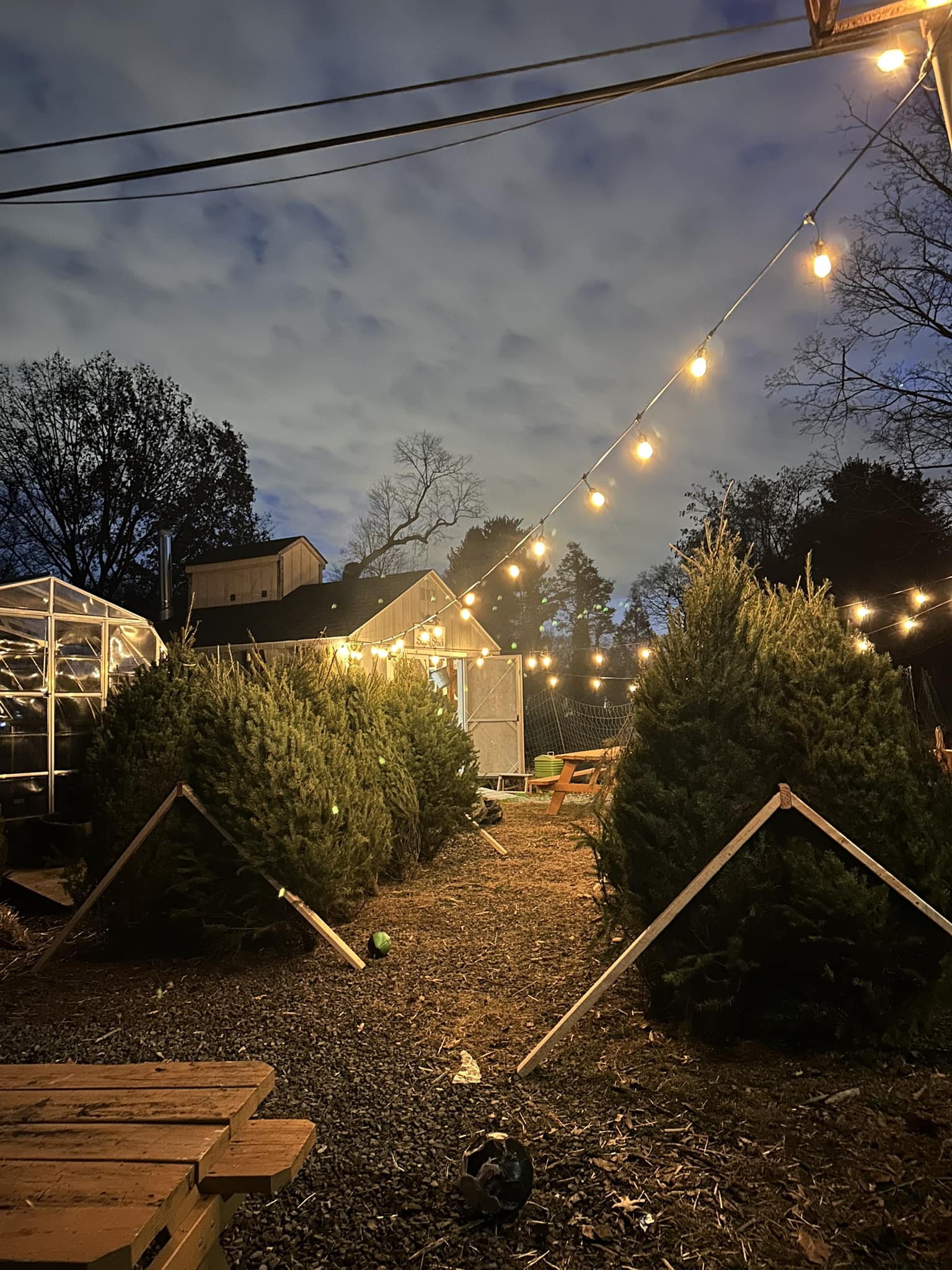 Christmas trees now on sale at McKinley Fire Company, Roslyn Fire ...