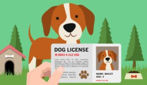 Montgomery County dog license renewal applications now open for 2025 ...