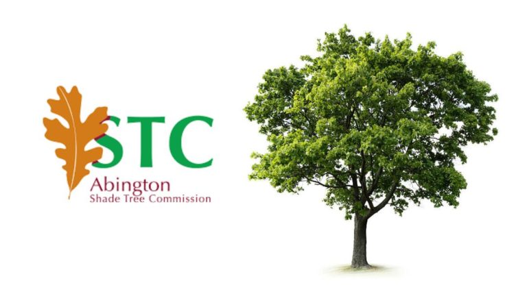 Abington Township Shade Tree Commission giving away 300 trees in ...