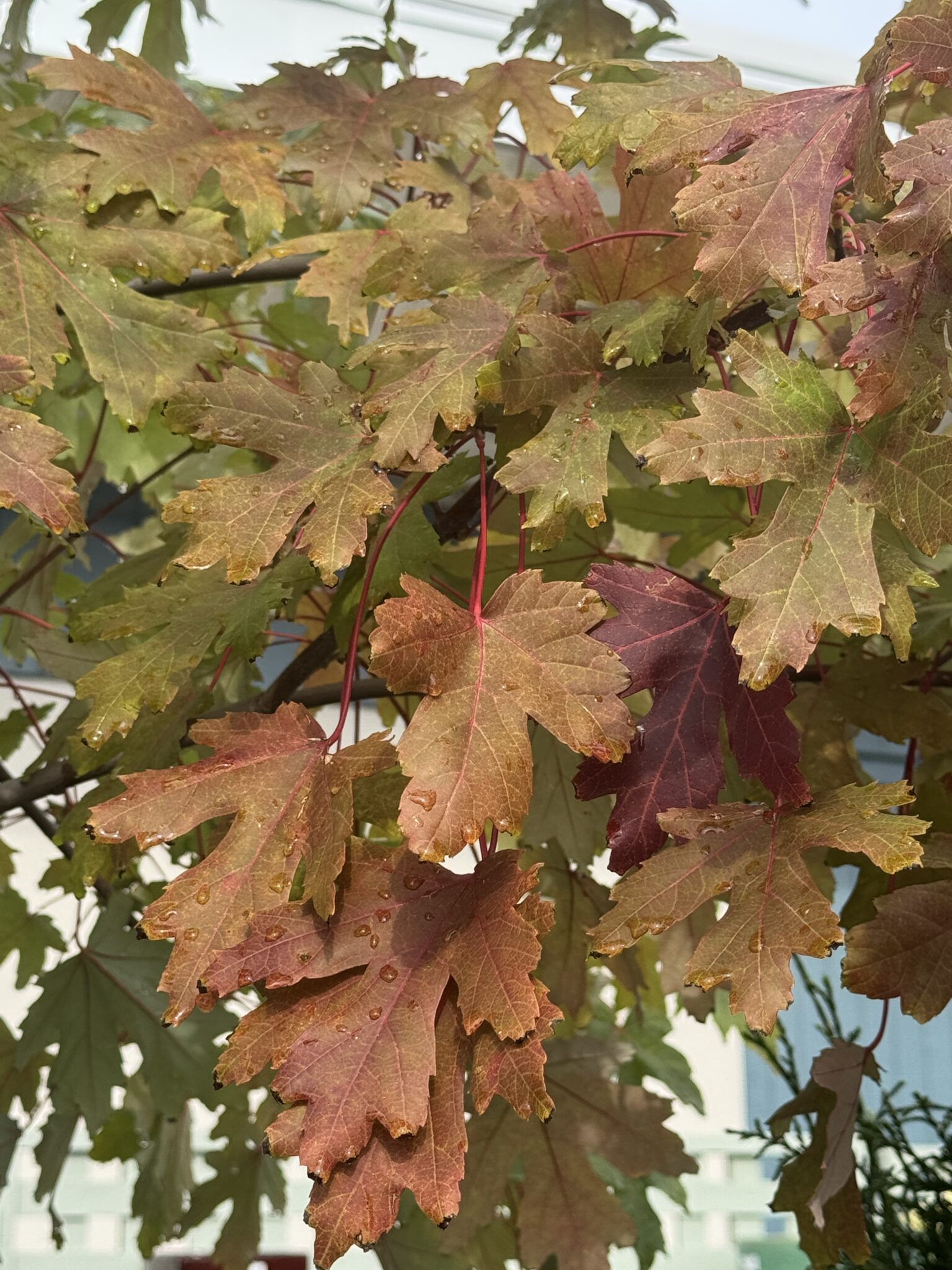 Glenside’s The Mediocre Gardener | October: Free Trees & Finding the ...