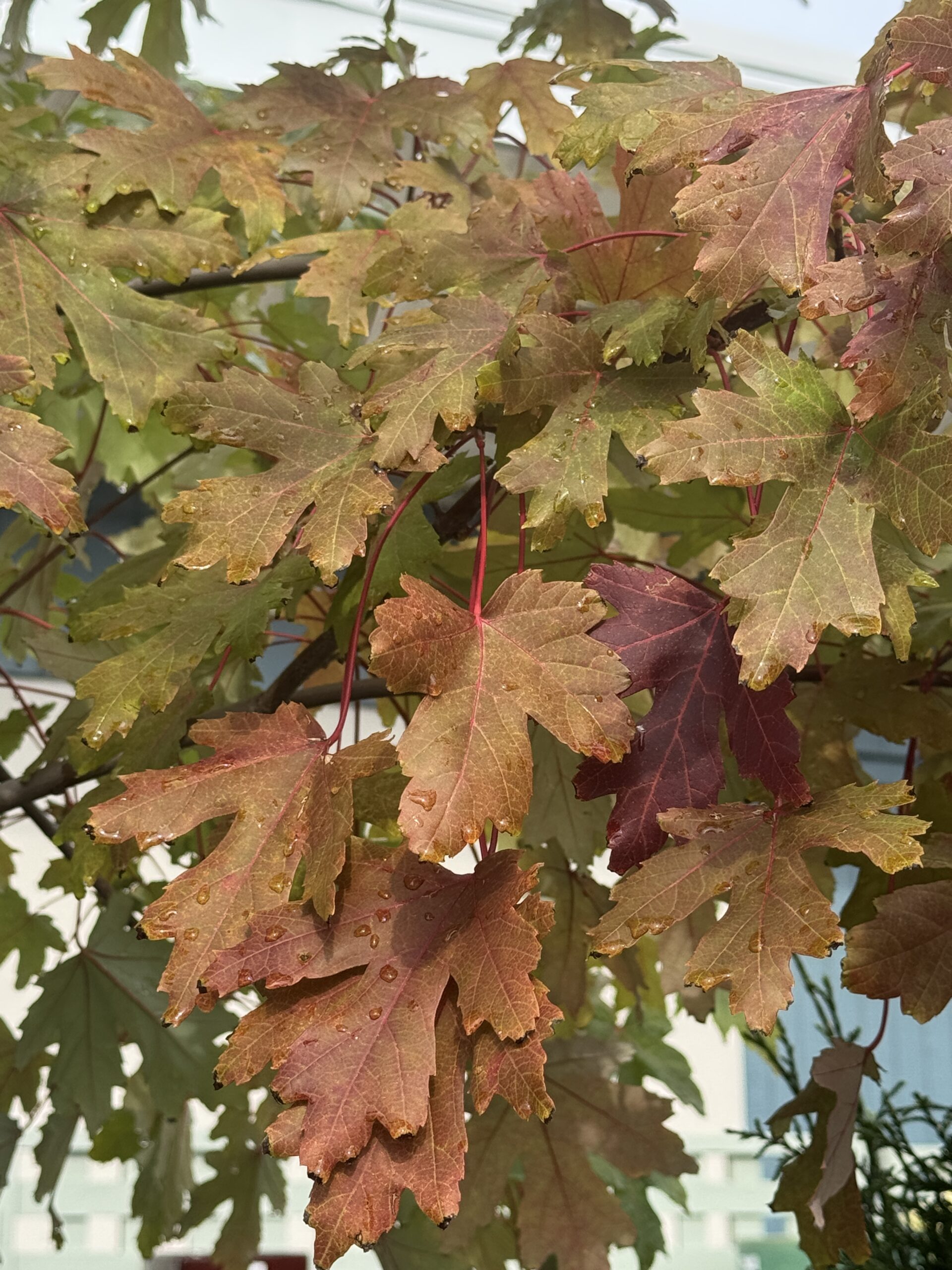 Red Maple is a host tree for many moth and butterfly species, which is ...
