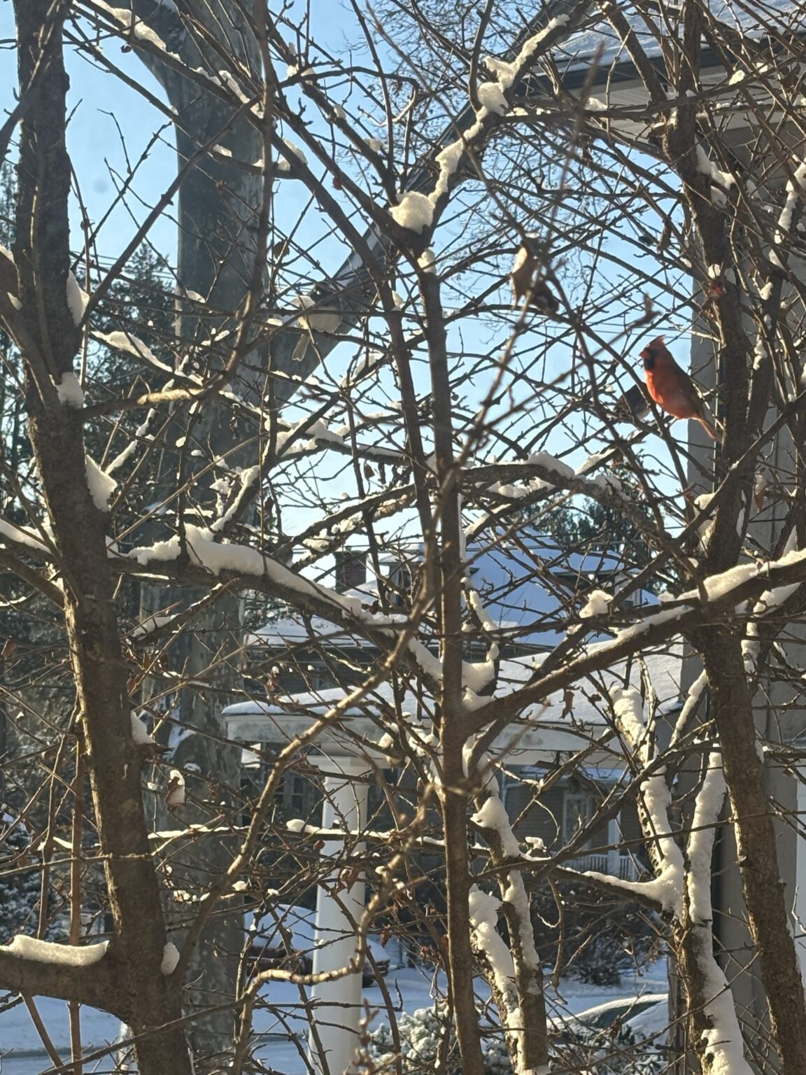 A red cardinal on snowy branches outside my window - Glenside Local