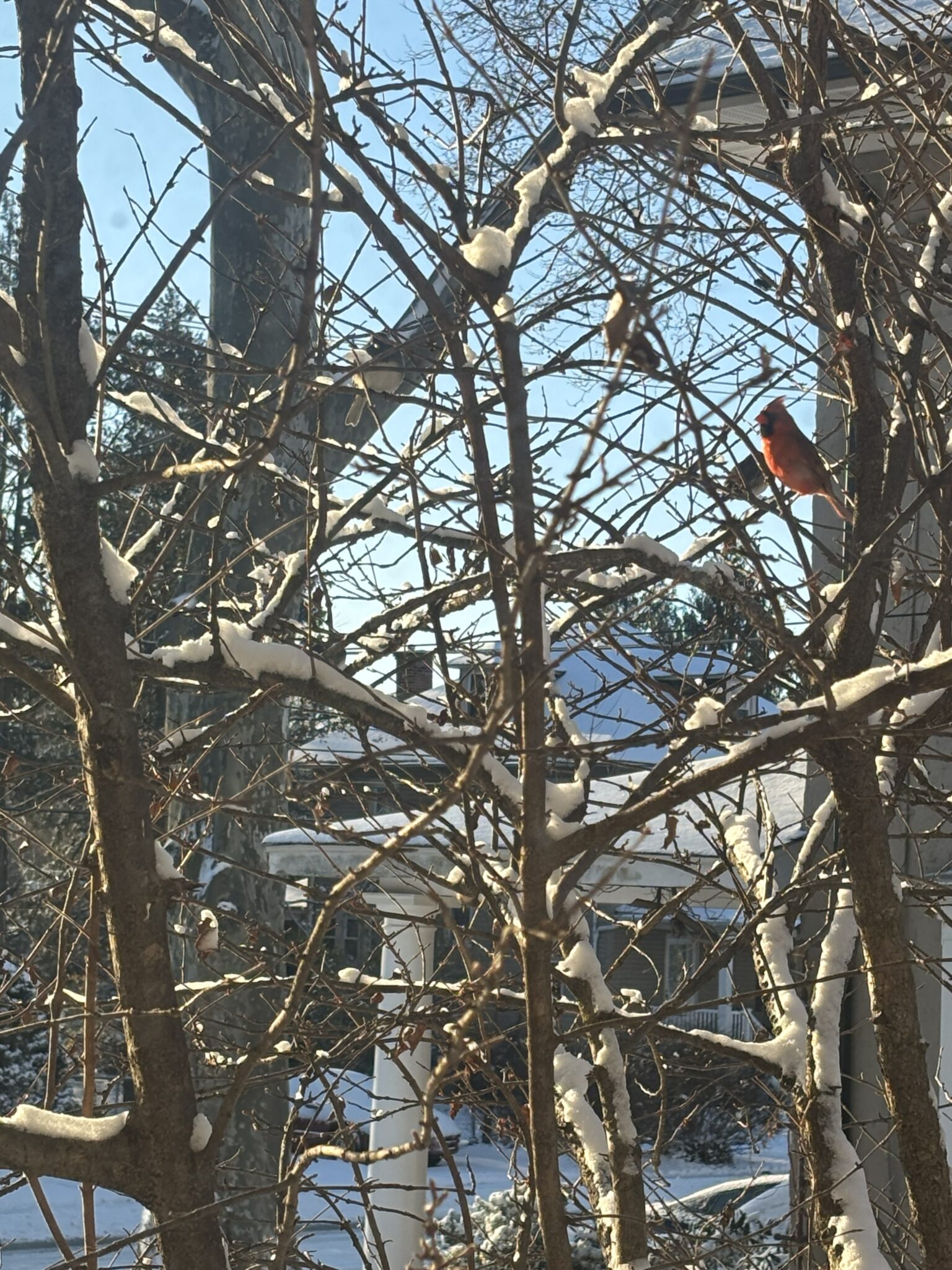 A red cardinal on snowy branches outside my window - Glenside Local