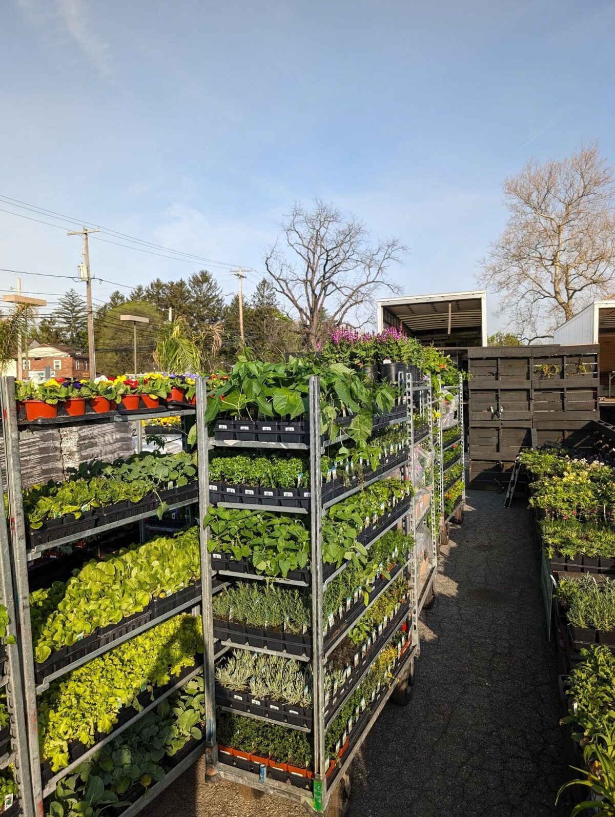 Second Chance Plants, a discount garden center, to open in the Willow ...