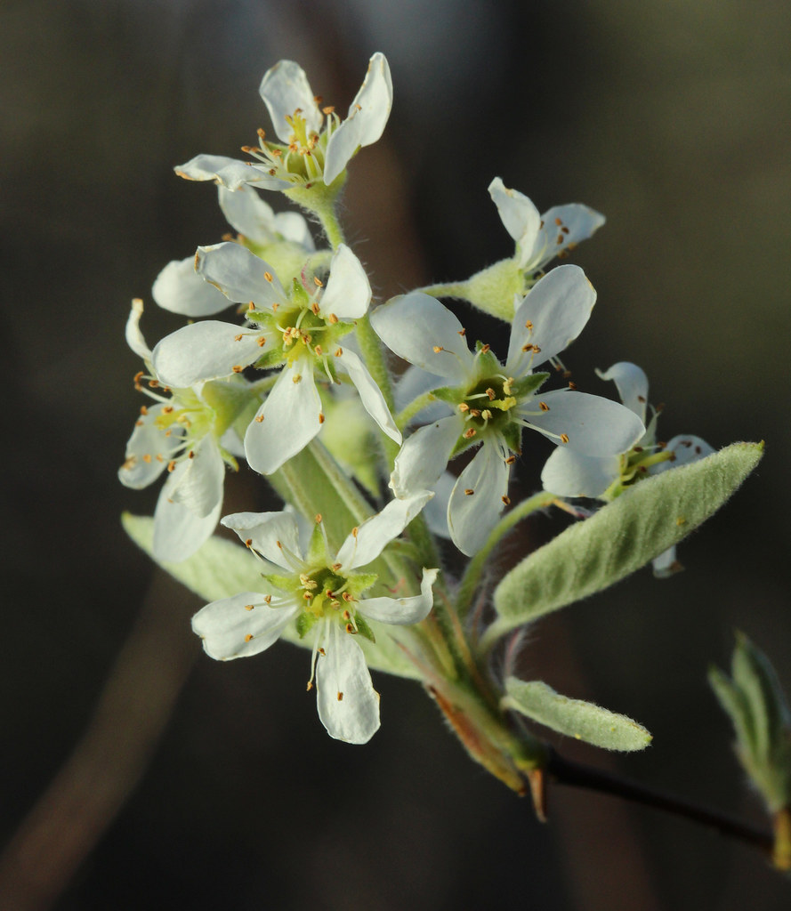 Glenside’s The Mediocre Gardener | The 5 Native Powerhouses to Put on ...