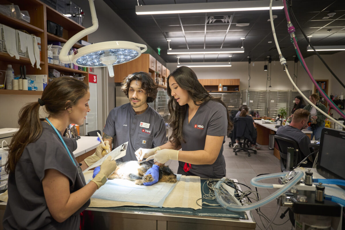 VEG ER for Pets, a new 24-hour animal hospital in Willow Grove, to host ...